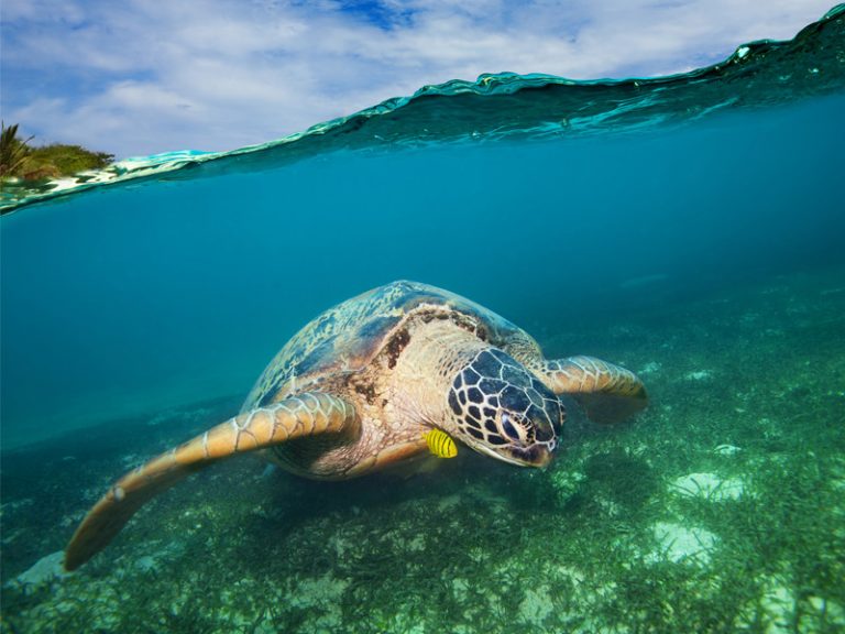 Green Sea Turtle