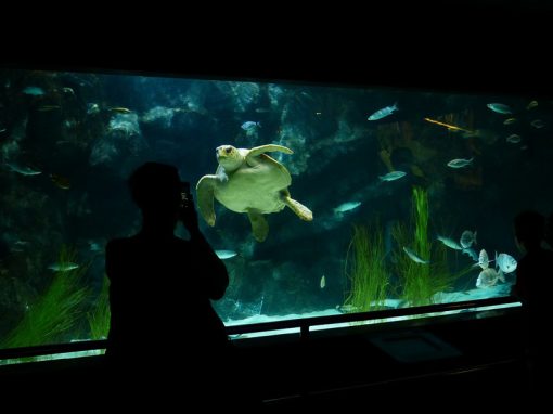Sea Turtles in Captivity