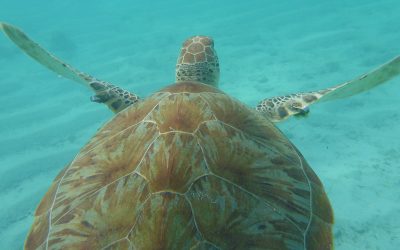 Sea Turtle Information - Sea Turtle Facts and Information