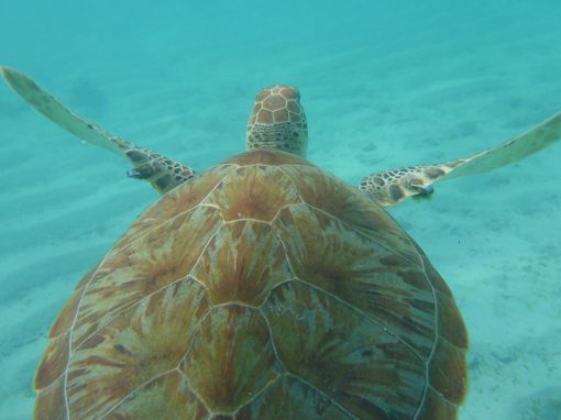 Sea Turtle Reproduction