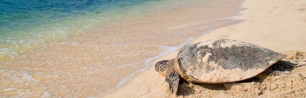 Sea Turtle Facts and Information - Sea Turtle Facts and Information