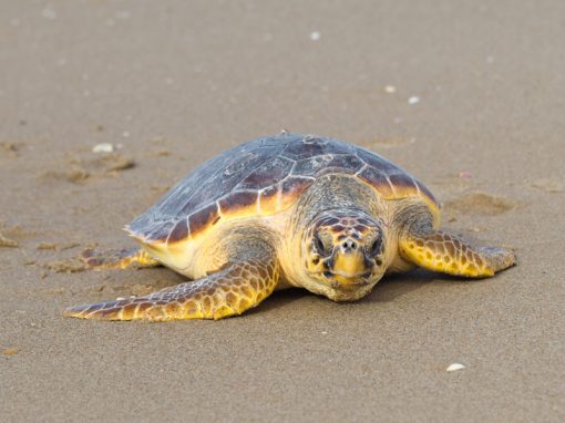 Loggerhead Sea Turtle