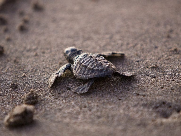 Sea Turtles and Humans