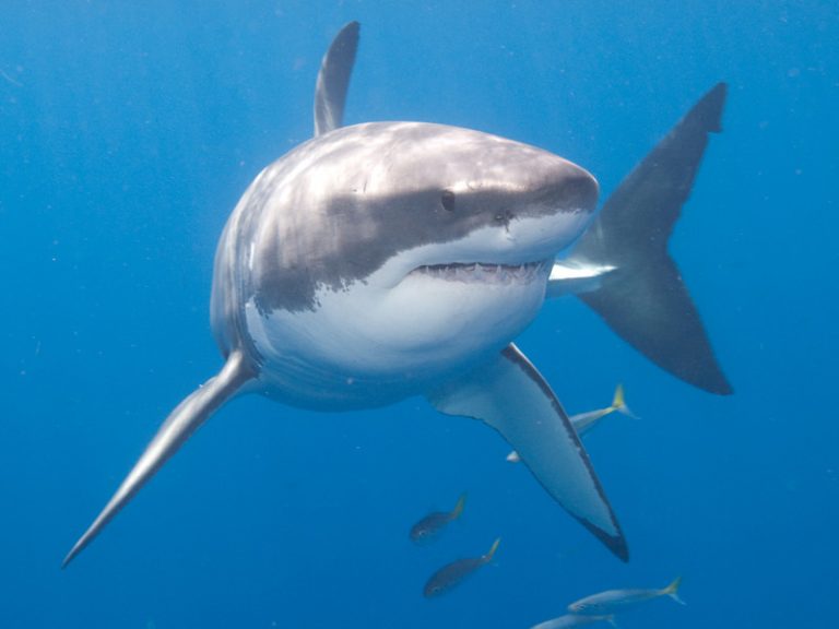 Sea Turtle Social Structure